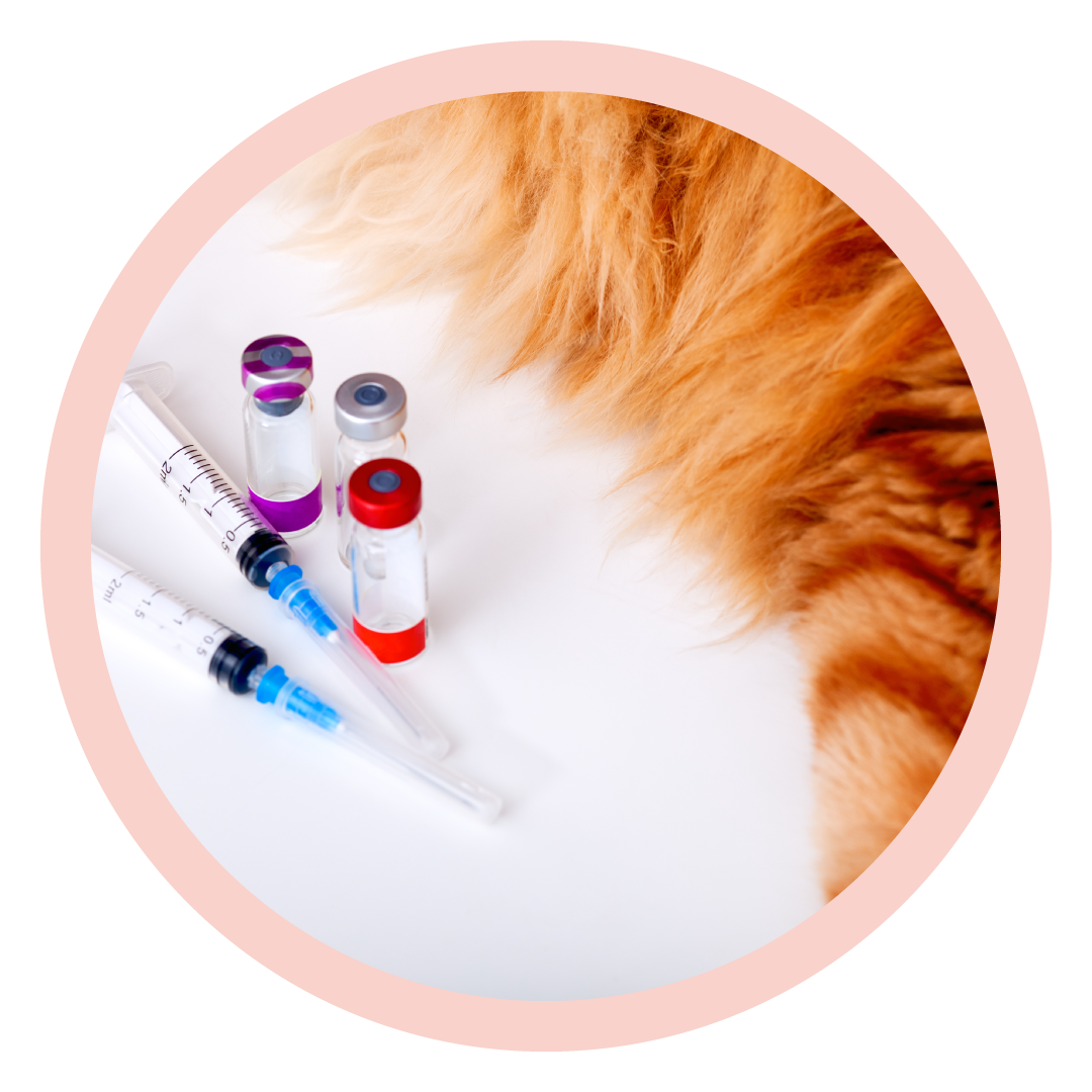 Mobile Care – Dr. Croom Mobile Veterinarian